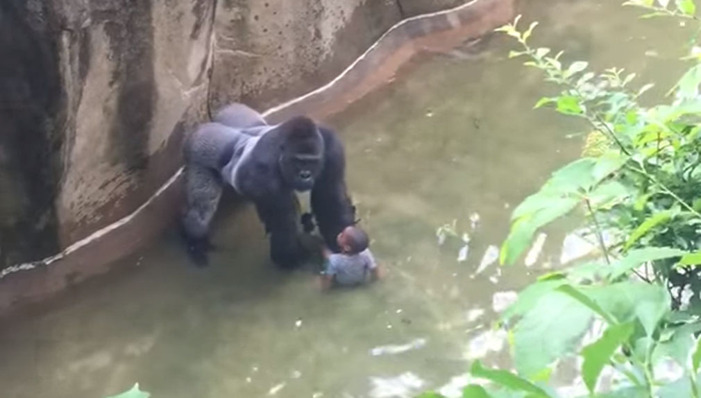 YouTube: cuestionan la muerte de Harambe, el gorila que estuvo frente a un niño | RPP Noticias