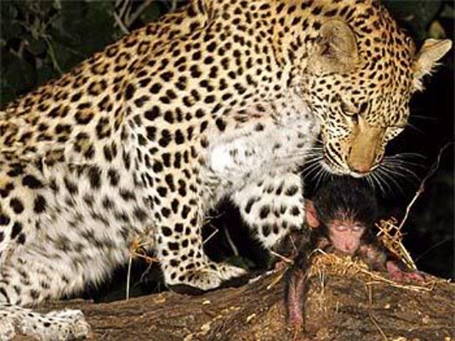 leopardo mono | RPP Noticias