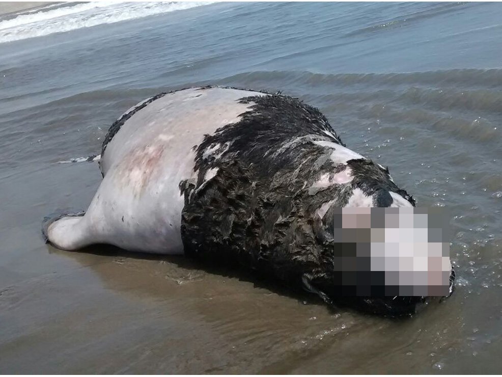 WhatsApp: Siguen apareciendo lobos marinos muertos en Puerto Eten | RPP ...