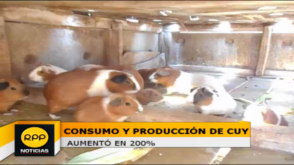 Producción y consumo de cuy aumentó en un 200% | RPP Noticias