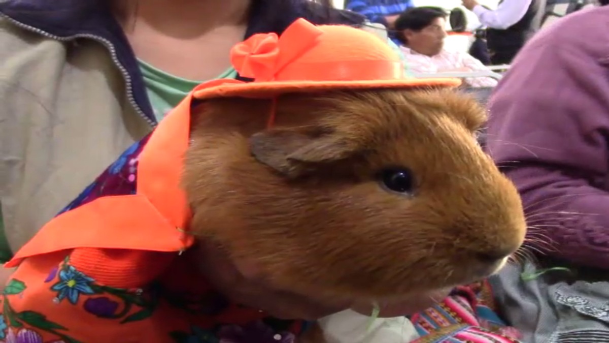 Productores eligieron a la Miss Cuy 2017 en Huancayo | RPP Noticias