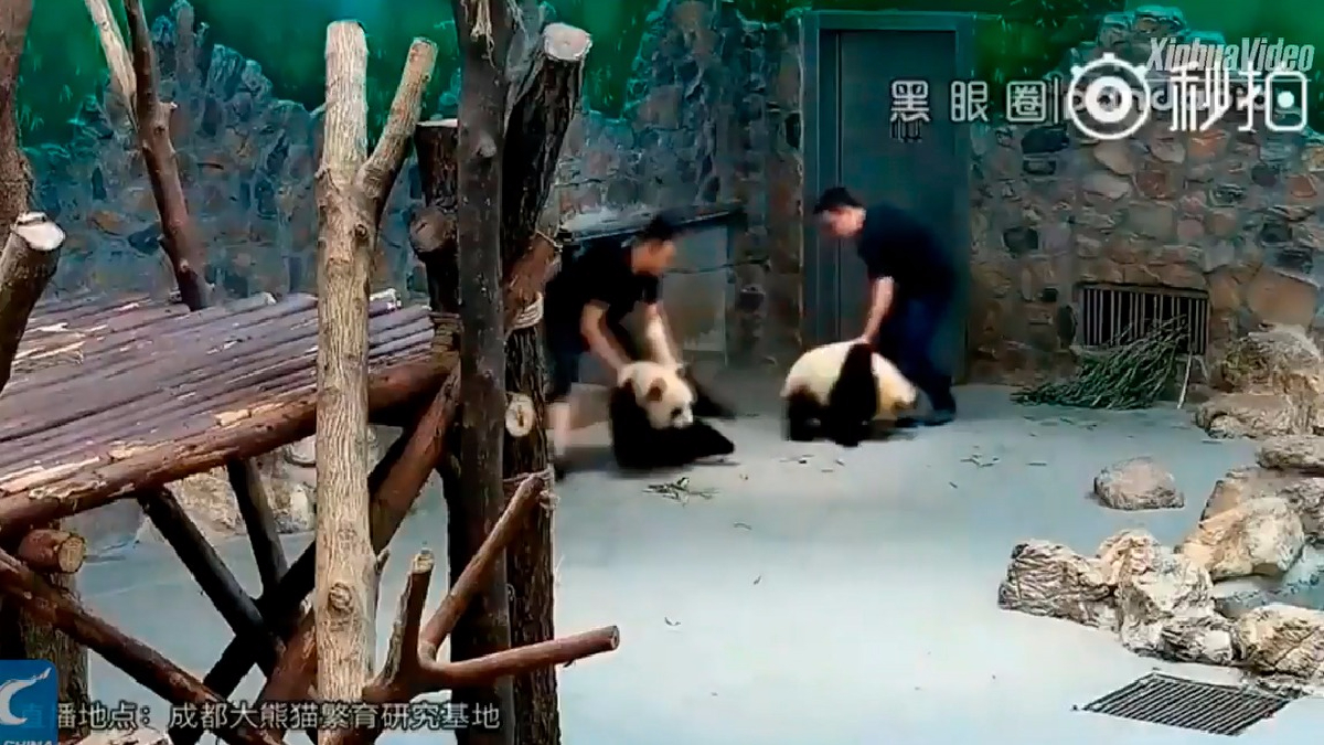 Video | El maltrato a dos pequeños pandas enardece redes sociales en ...