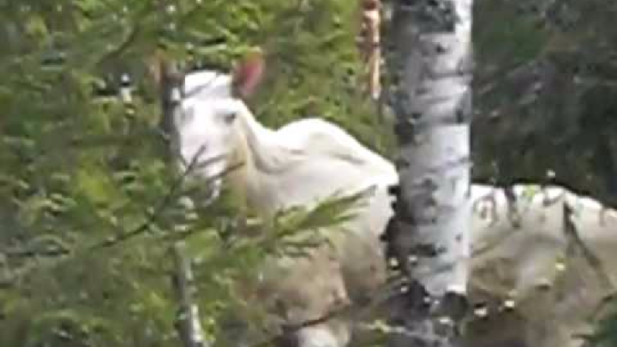 YouTube | El impresionante alce blanco que enamora a Internet ni es tan ...